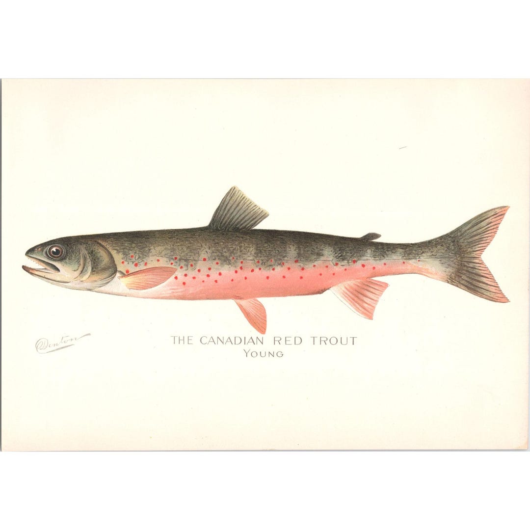 Original C1900 Denton - Antique Color Fish Print - CANADIAN RED TROUT ...