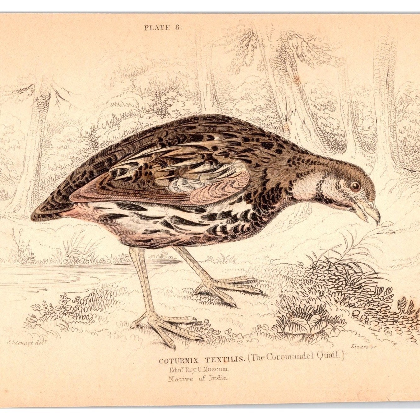 Original 1830s Hand-colored Bird Print Plate 8 the Naturalists Library ...