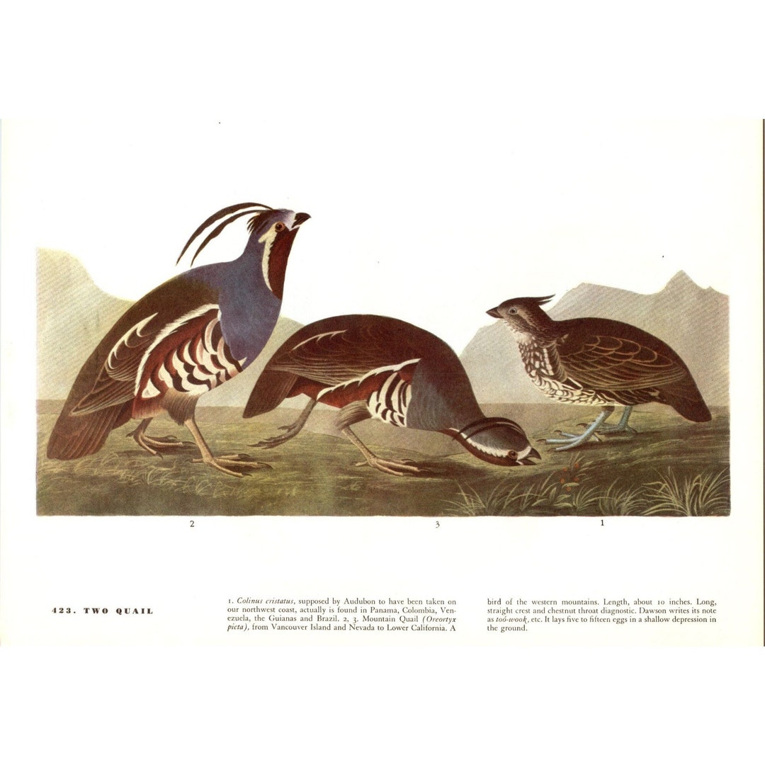 Quail - 1941 Audubon "birds of America" Original Color Bird Print - Etsy