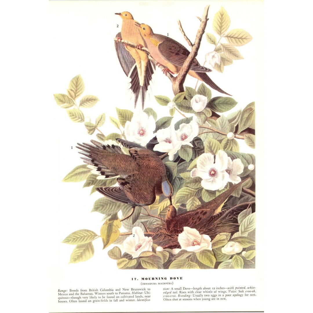 Mourning Dove - 1941 Audubon "birds of America" Original Color Bird ...