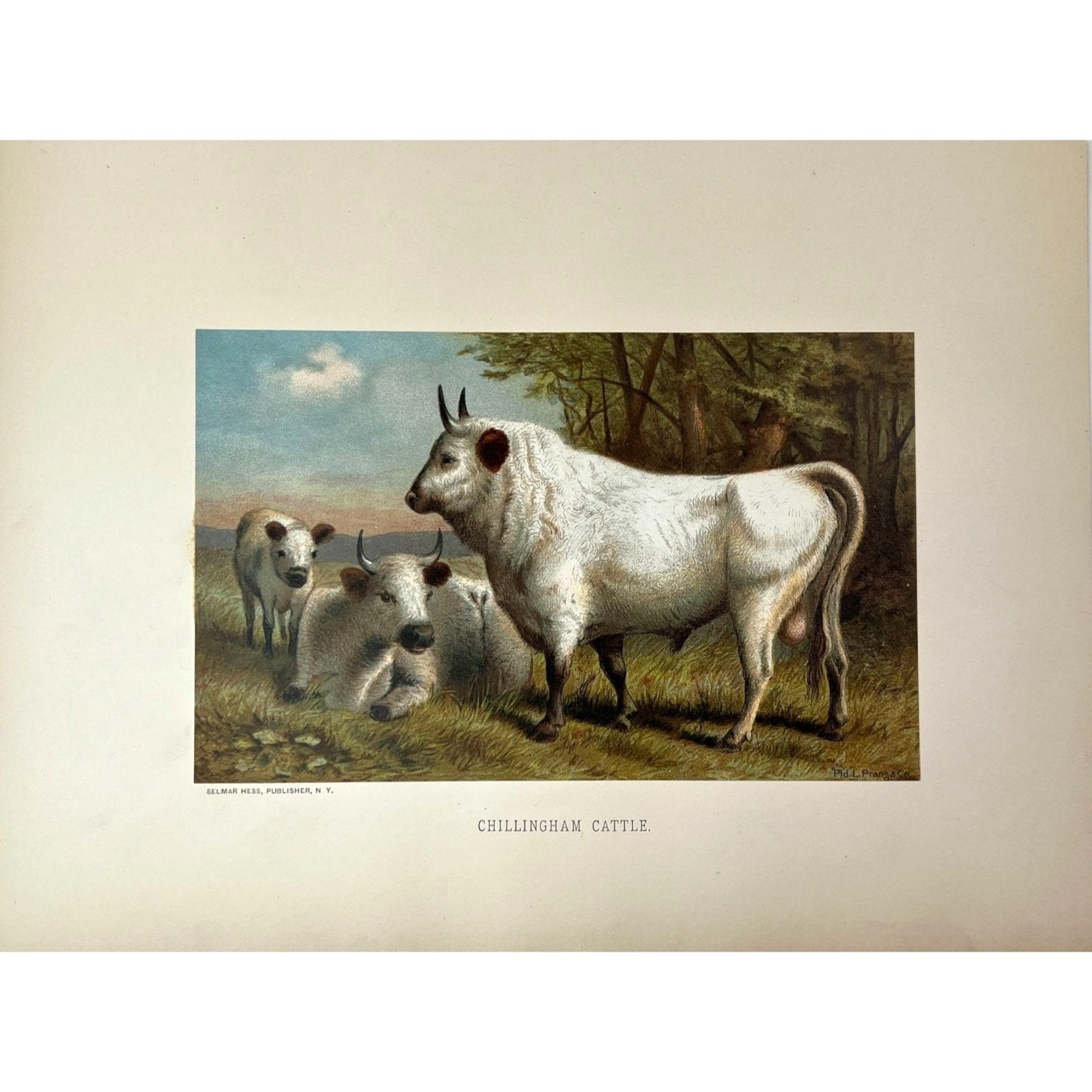 Original Ca 1880 Chromolithograph Print CHILLINGHAM CATTLE Louis Prang ...