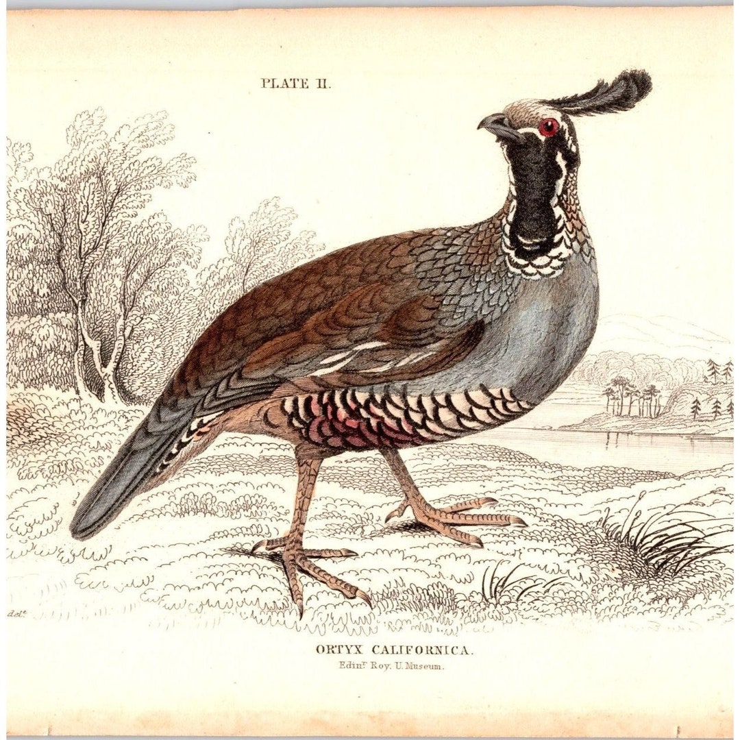Original 1830s Hand Colored Bird Print Plate II the Naturalists Library ...