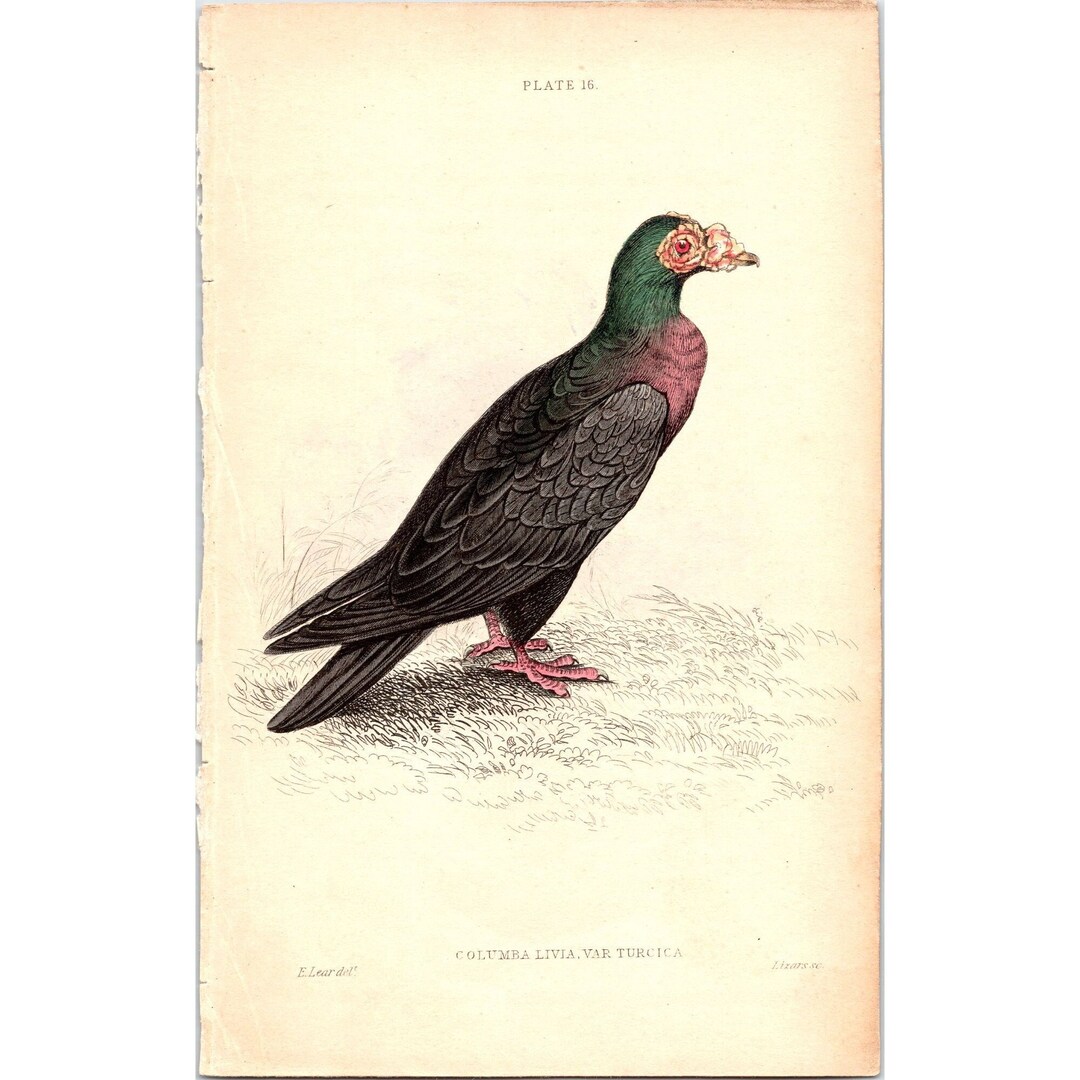 Original 1830s Hand-colored Bird Print Plate 16 From the Naturalist's ...
