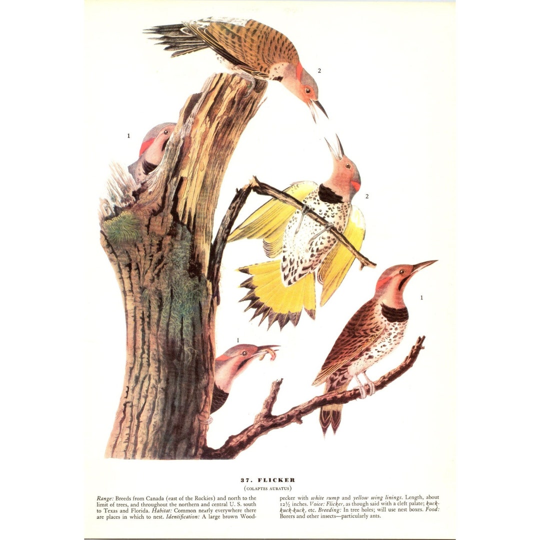 Flicker 1941 Audubon birds of America Original Color Bird Print - Etsy