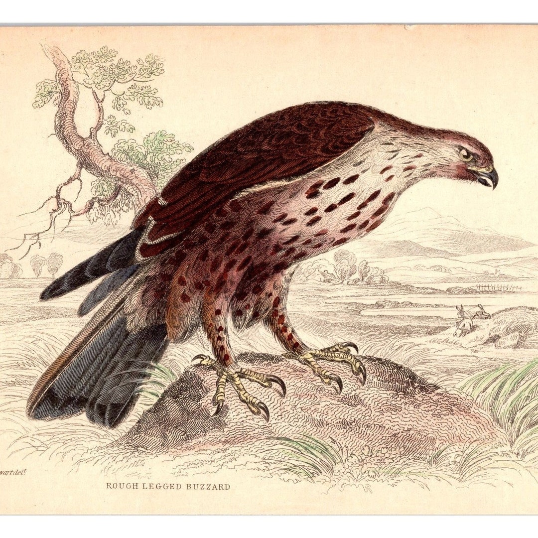 Original 1830s - Rough Legged Buzzard - Hand-colored Bird Print Plate ...