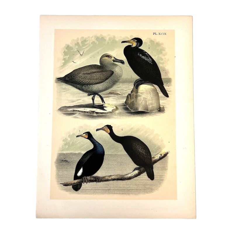 Black-footed Albatross, 1881 Original Antique Colored Bird Print - Etsy