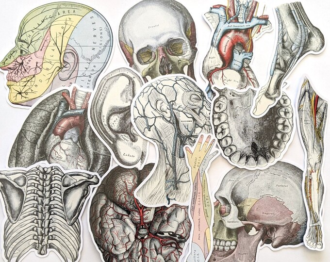Antique Anatomy Stickers Pack. Vintage Anatomy Stickers - Etsy