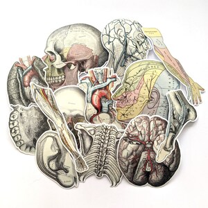 Antique Anatomy Stickers Pack. Vintage Anatomy Stickers, Vintage ...
