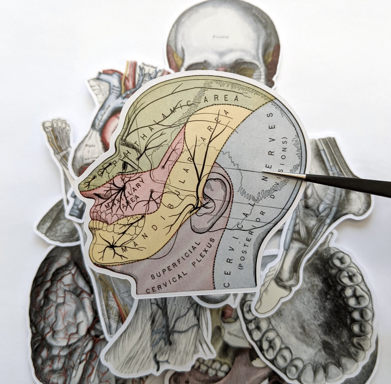 Antique Anatomy Stickers Pack. Vintage Anatomy Stickers - Etsy