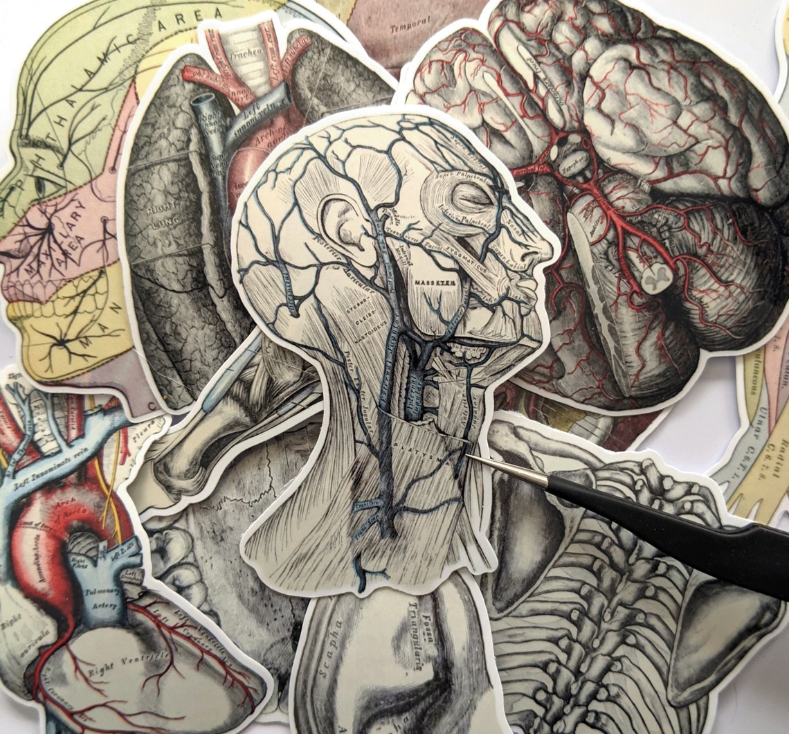 Antique Anatomy Stickers Pack. Vintage Anatomy Stickers - Etsy