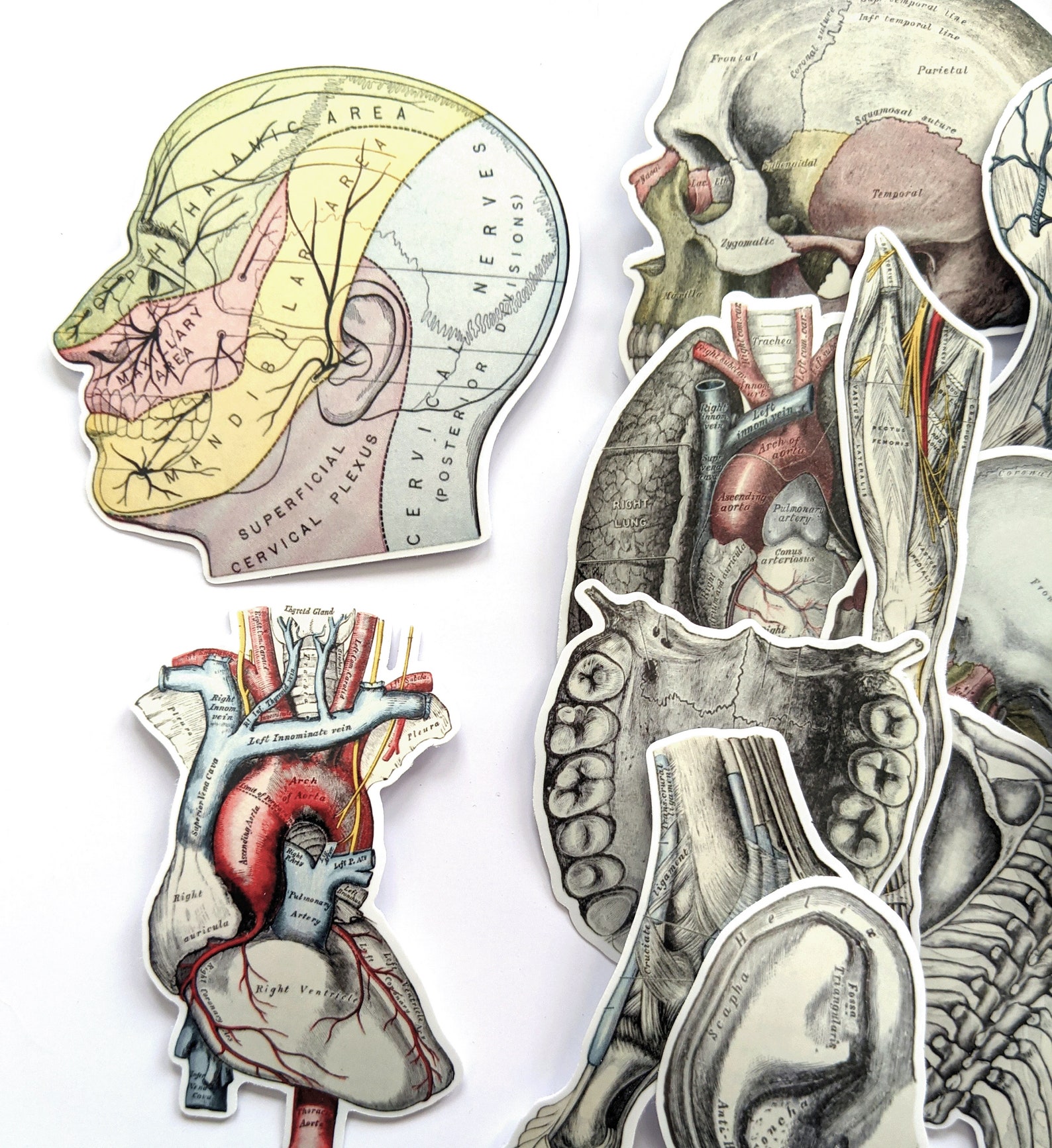 Antique Anatomy Stickers Pack. Vintage Anatomy Stickers - Etsy
