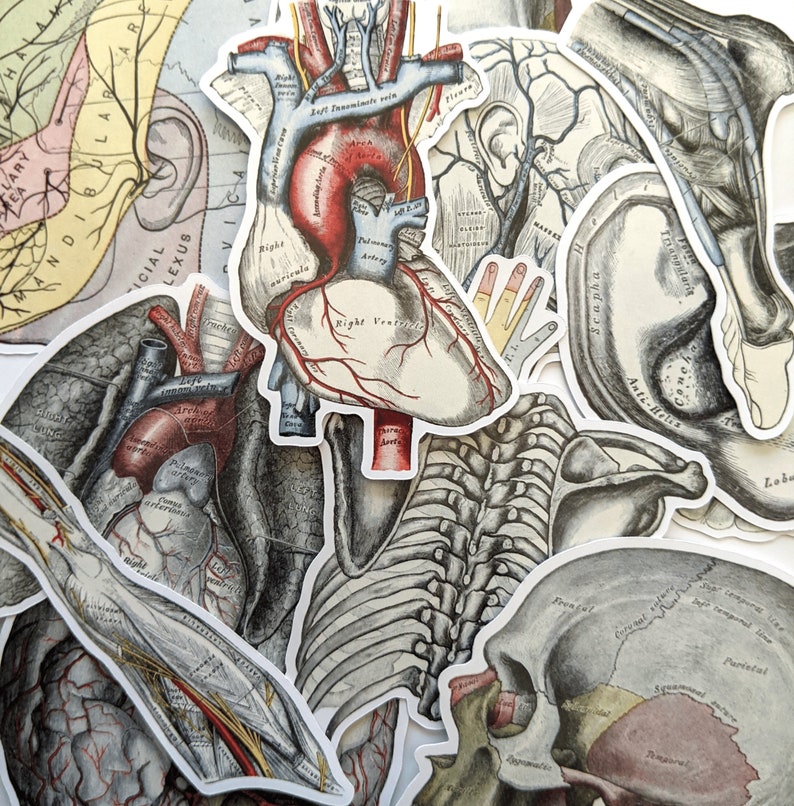 Antique Anatomy Stickers Pack. Vintage Anatomy Stickers - Etsy