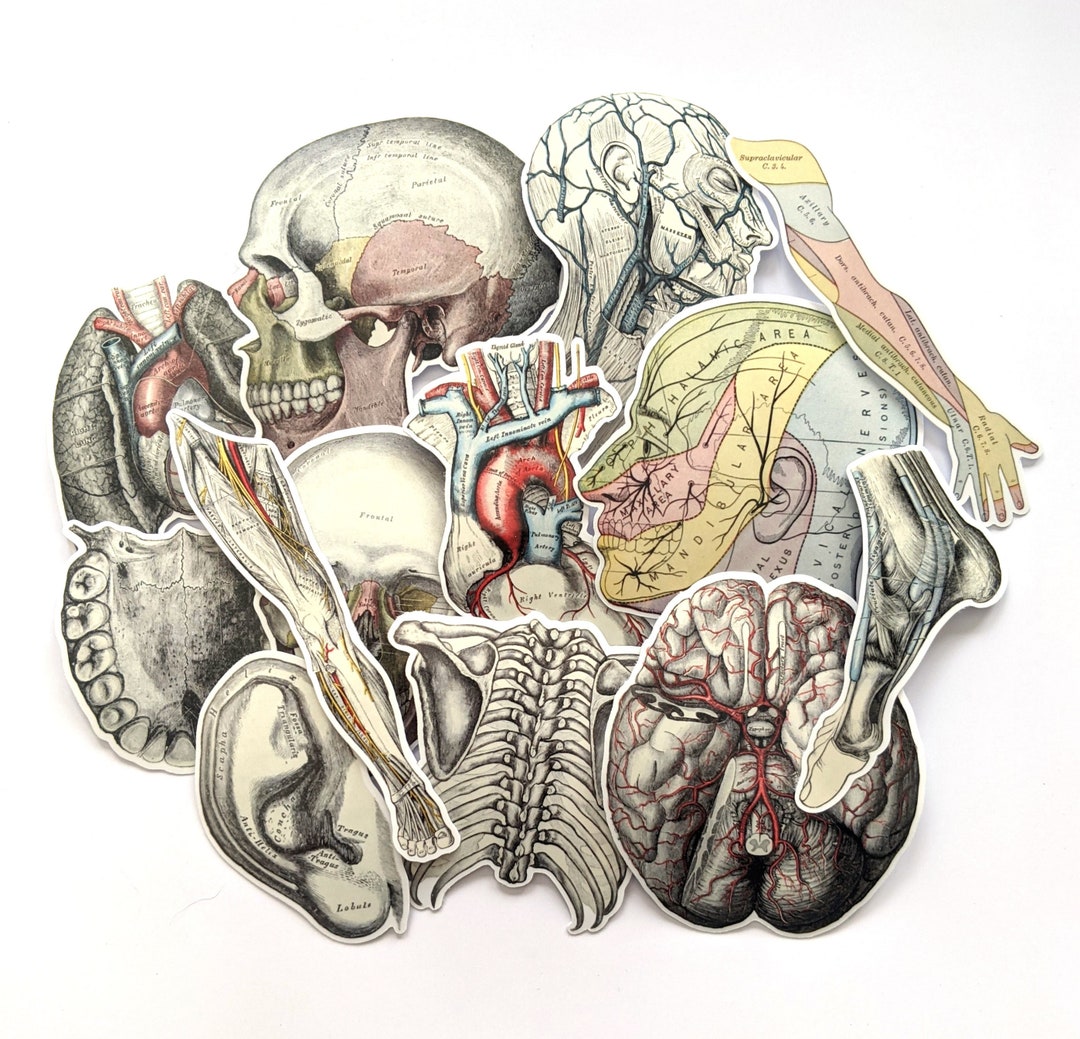 Antique Anatomy Stickers Pack. Vintage Anatomy Stickers - Etsy