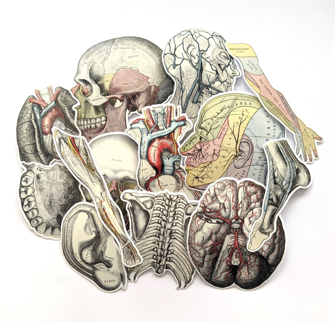 Antique Anatomy Stickers Pack. Vintage Anatomy Stickers, Vintage ...