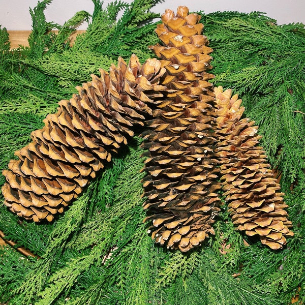 Sugar Pine - Etsy