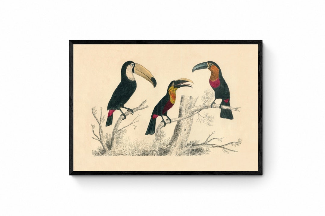 Toucans Print - Antique Reproduction - Toco Toucan, Tocard Toucan ...