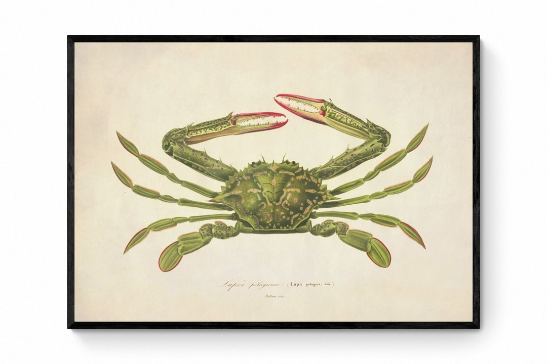 Lupa Pelagica Green Crab Print - Antique Reproduction - Crustacean ...