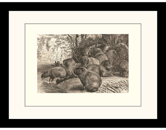 Capybara Print Antique Reproduction Wall Art Wildlife - Etsy