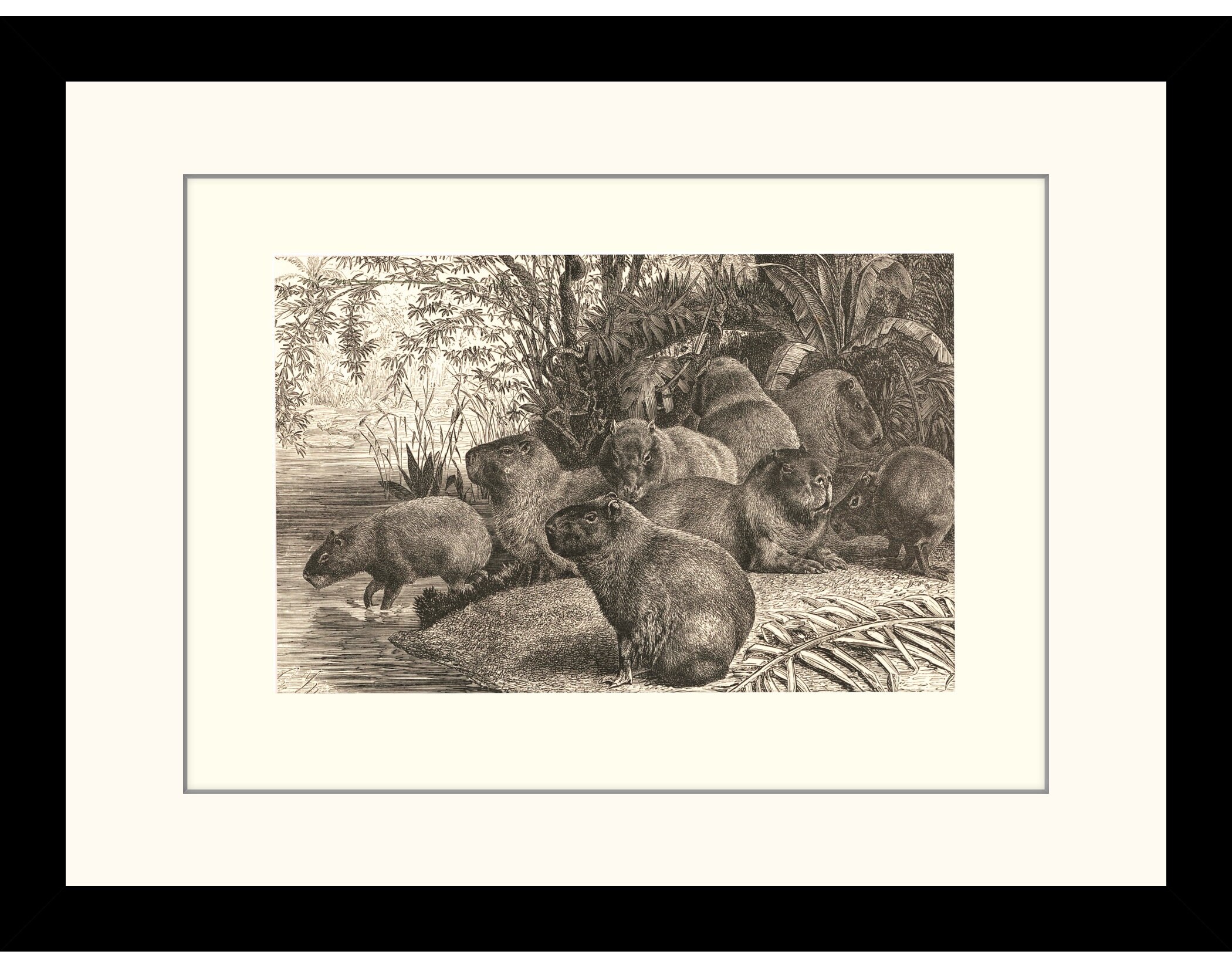 Capybara Print Antique Reproduction Wall Art Wildlife - Etsy