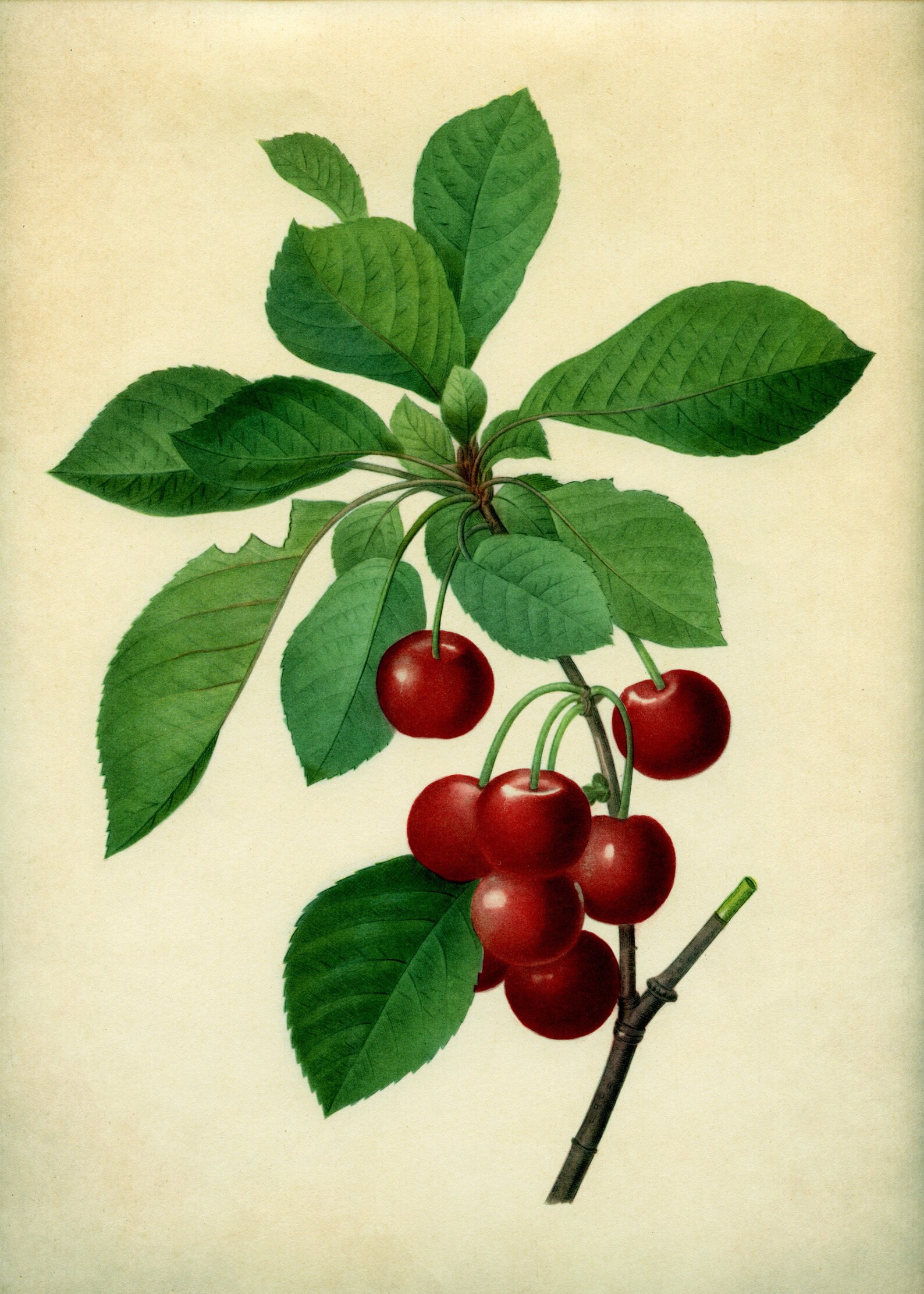 Cherries Print - Antique Reproduction - Redoute Fruit - Botanical Decor ...