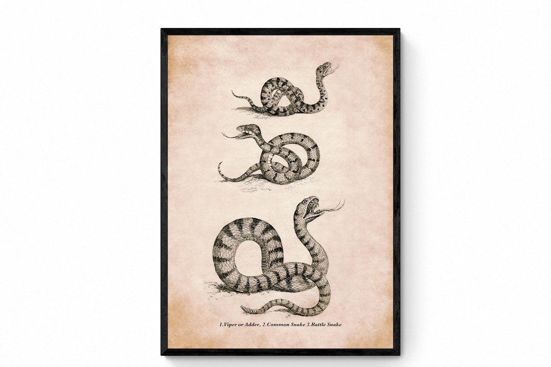 Snake Print - Antique Reproduction - Viper or Adder, Common Snake and ...