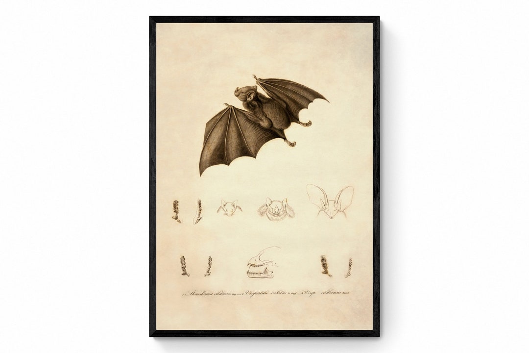 Red Fruit Bat Stenoderma Chilensis Print - Antique Reproduction ...