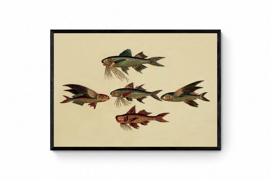 Flying Fish Print - Antique Reproduction - Ichthyology - Available ...