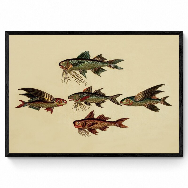 Flying Fish Print - Etsy