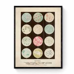 Microbiology Poster - Etsy