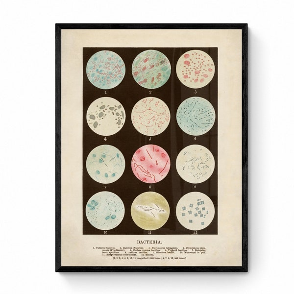 Microbiology Poster - Etsy