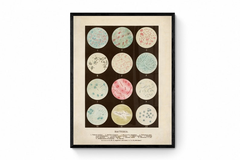 Bacteria Antique Reproduction Scientist Gift - Etsy