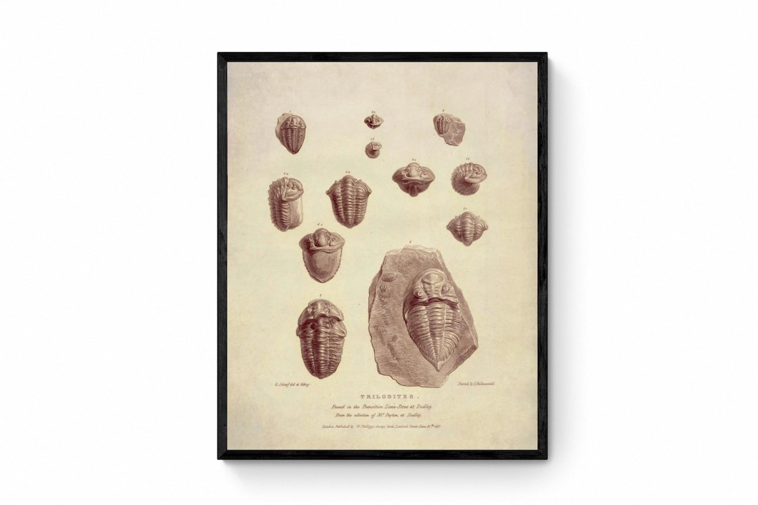 Trilobites Print - Dated 1827 - Antique Reproduction - Geology - Fossil ...