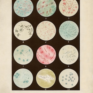 Bacteria - Antique Reproduction - Scientist Gift - Microbiology ...