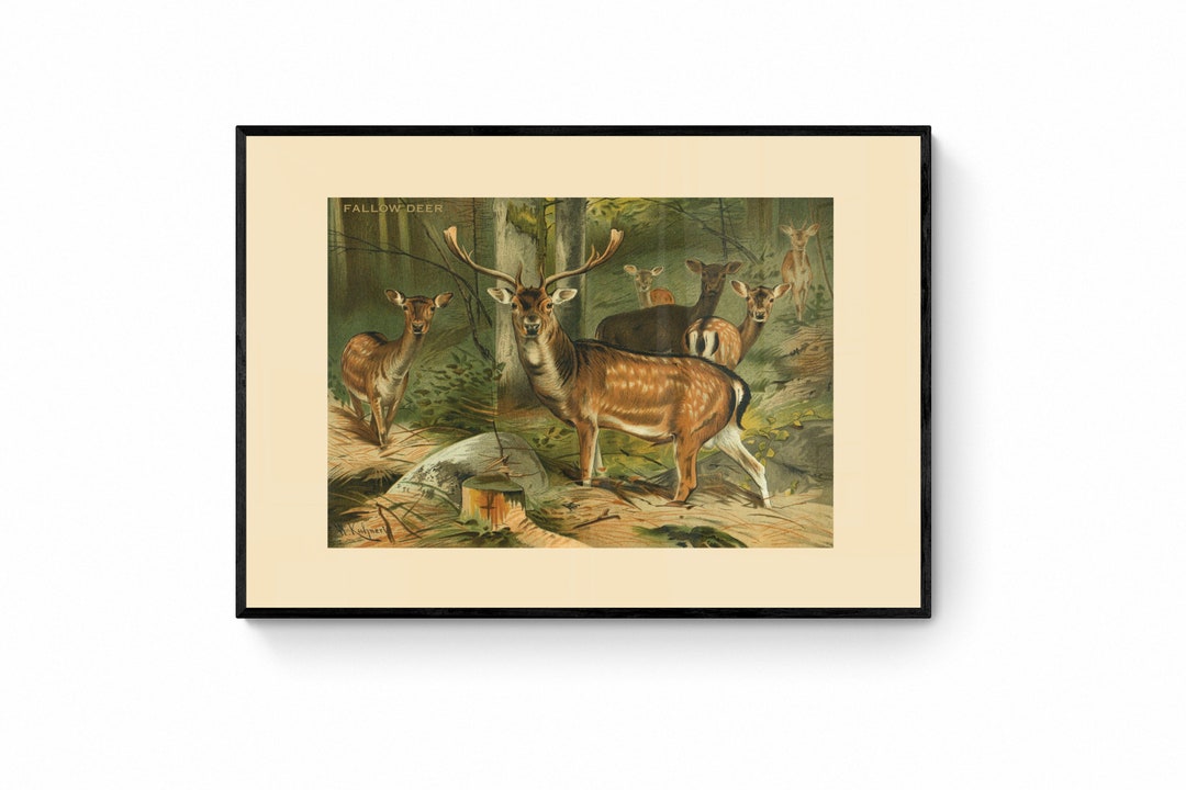 Fallow Deer Print - Antique Reproduction - Wall Art - Wildlife Wall ...