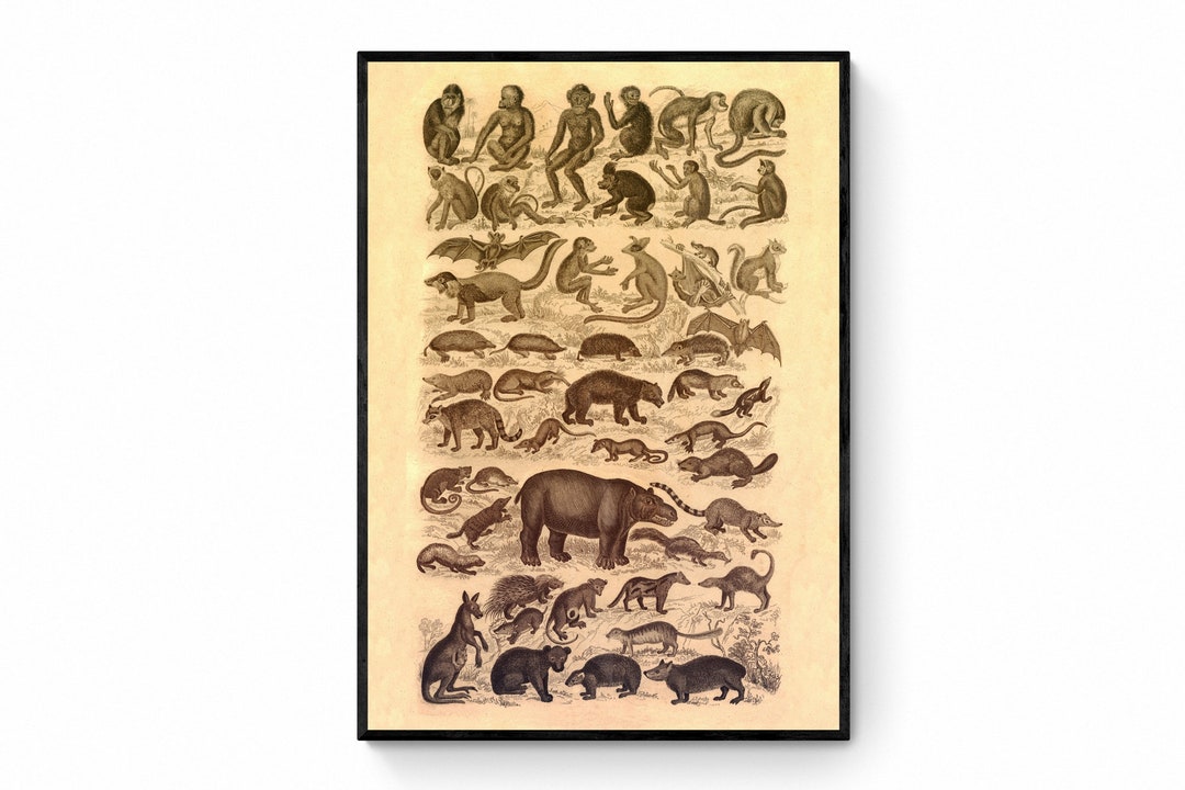 Mammal Poster Print - Antique Art Reproduction - Colourful Wildlife Art ...