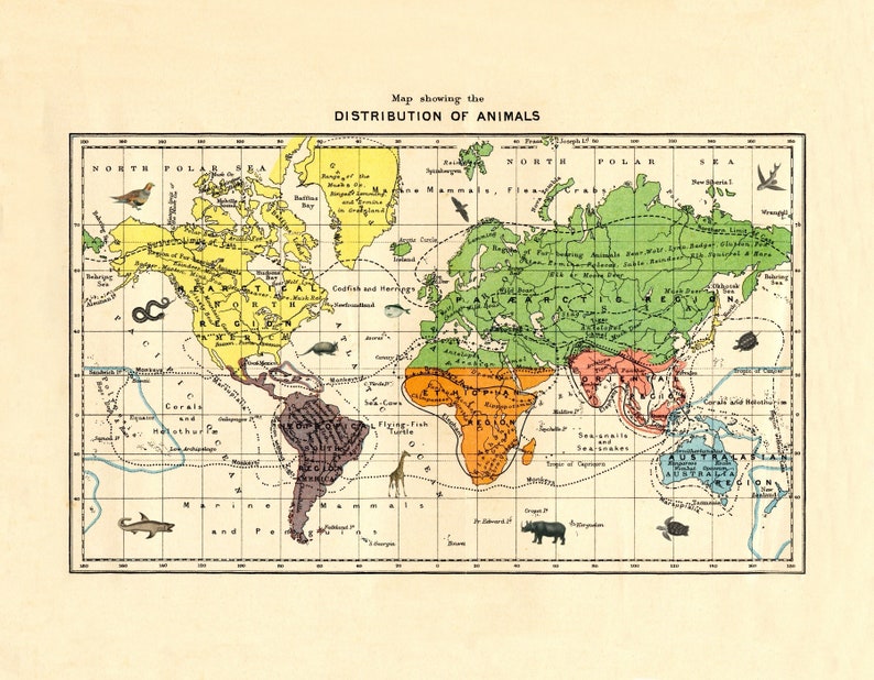 Zoological World Map Showing the Distribution of Animals - Antique ...