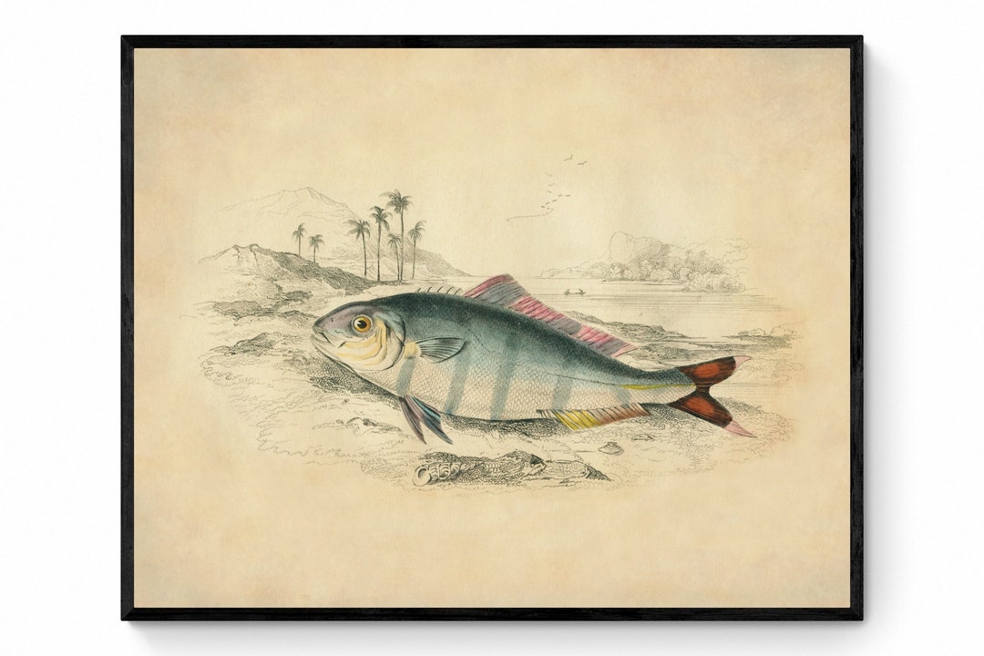 Indian Pilot Fish Print - Antique Reproduction - Fish Wall Art - Ocean ...