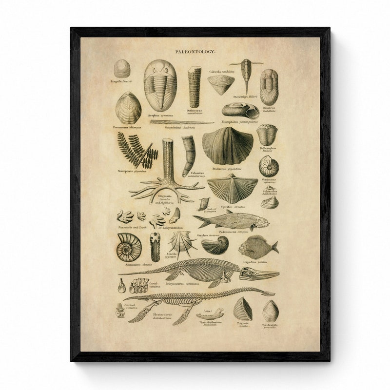 Fossils Print - Etsy