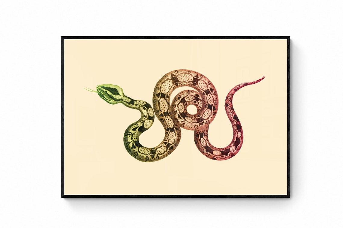 Boa Constrictor - Antique Art Reproduction - Wall Decor - Snake ...