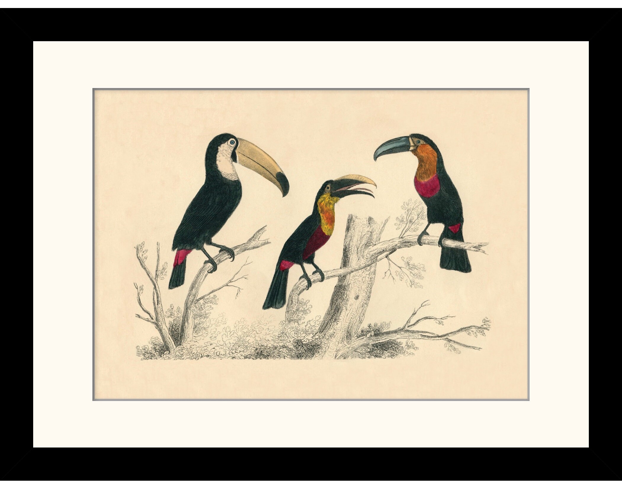 Toucans Print Antique Reproduction Toco Toucan, Tocard Toucan & Blue ...