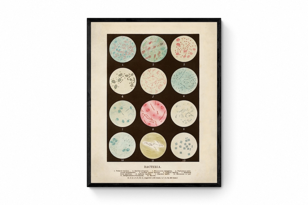 Bacteria - Antique Reproduction - Scientist Gift - Microbiology ...