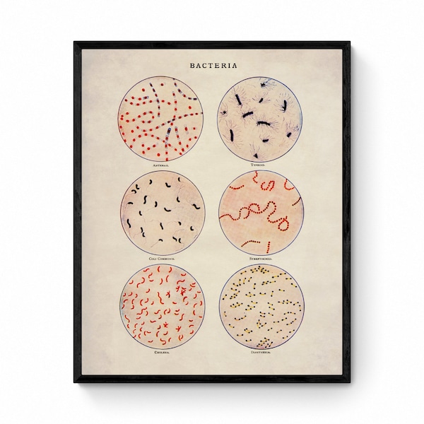 Microbiology Poster - Etsy