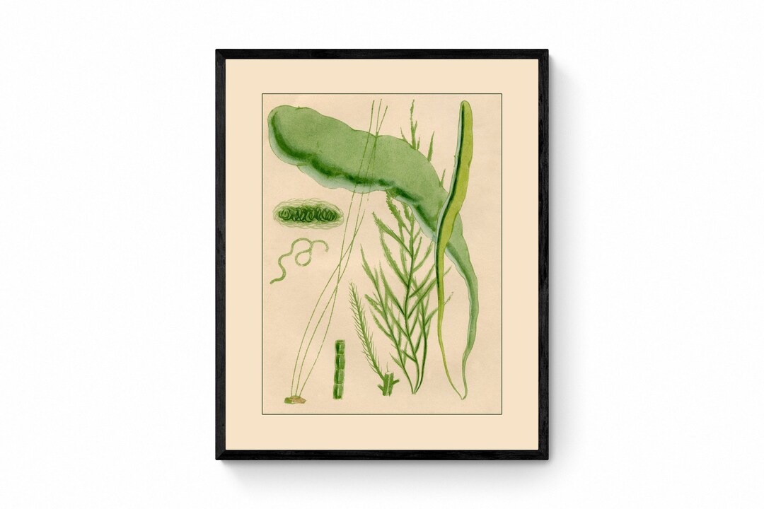 Seaweed Print - Antique Reproduction - Dated 1857 - Botanical Art ...