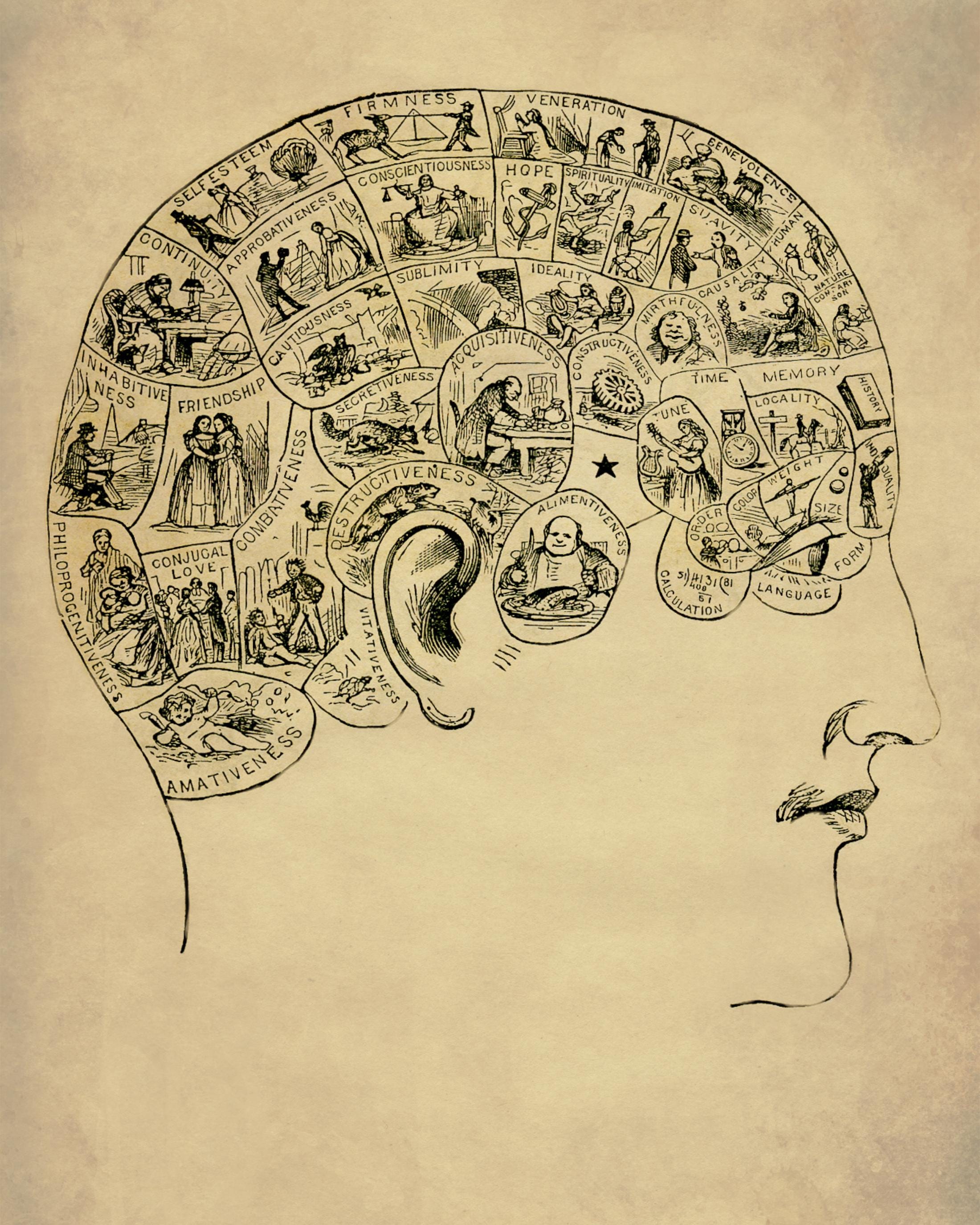 Phrenology Diagram Antique Reproduction - Psychology - Dated 1871 ...