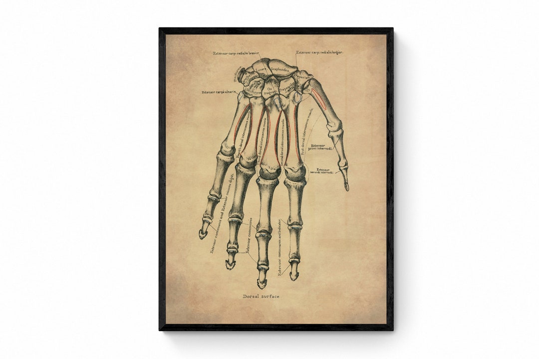 Hand Bones Print - Osteology - Antique Reproduction - Science - Anatomy ...