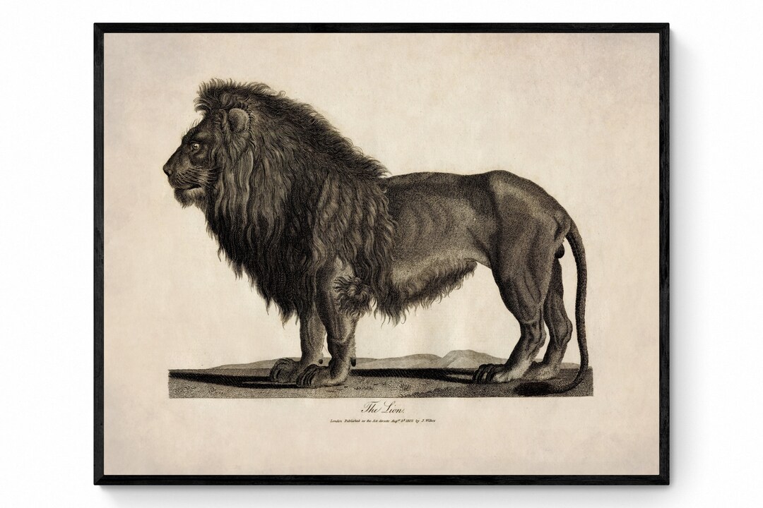 Lion - Antique Reproduction - Dated 1805 - Wildlife - Natural History ...
