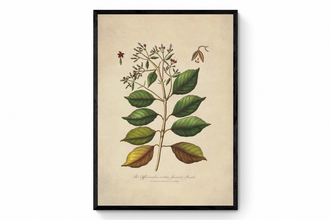 The Officinalis or True Jesuits Bark Print - Antique Reproduction ...