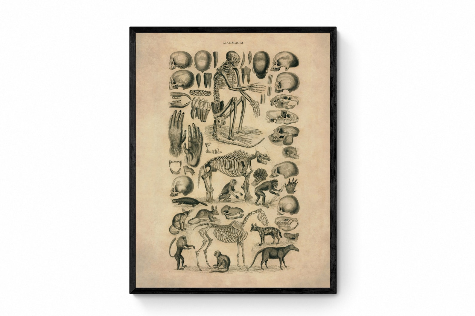 Mammalia - Skulls, Teeth, Skeletons of Mammals Print - Antique Art ...