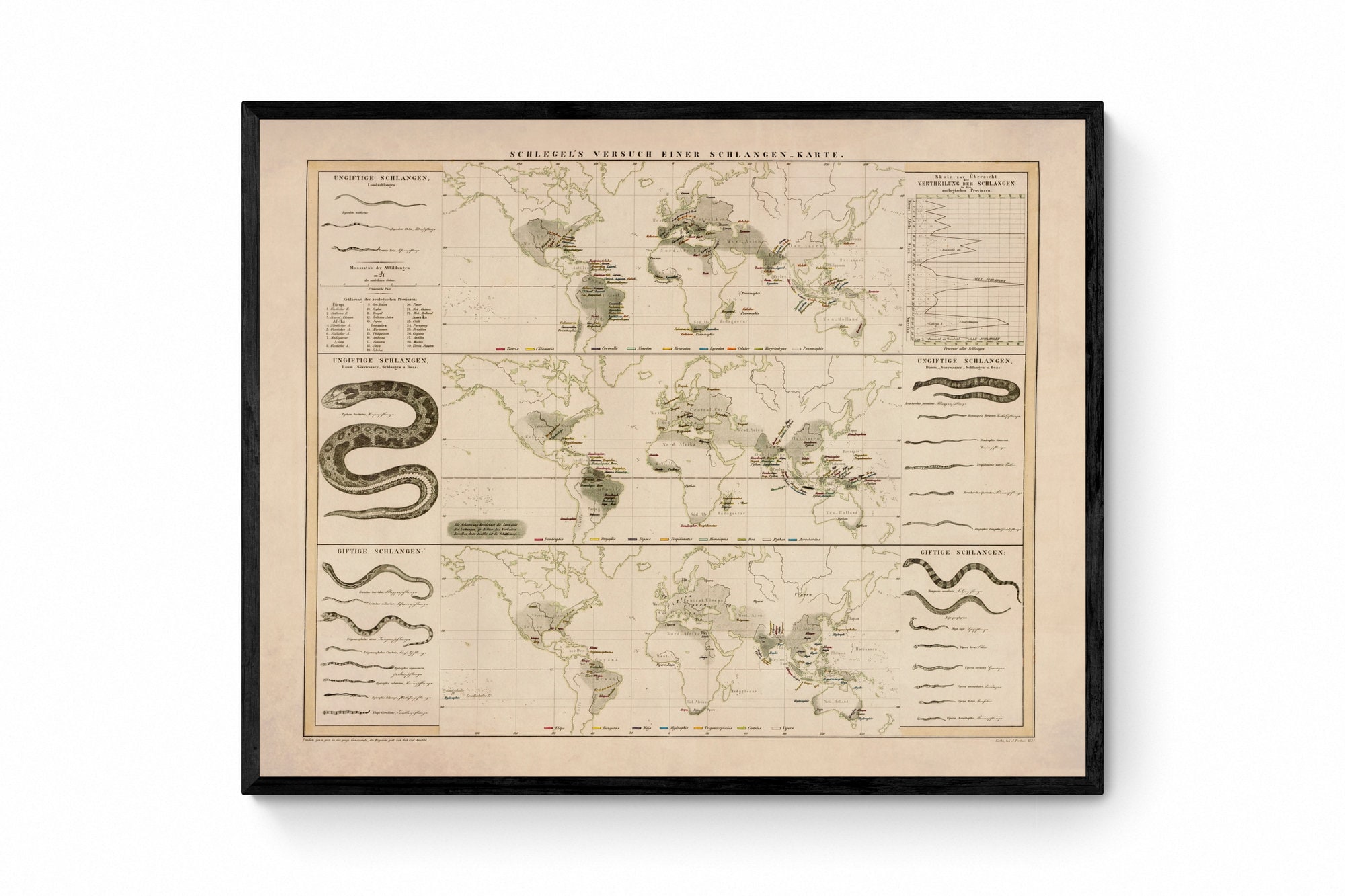 Snakes of the World Map Dated C.1845 - Antique Reproduction ...