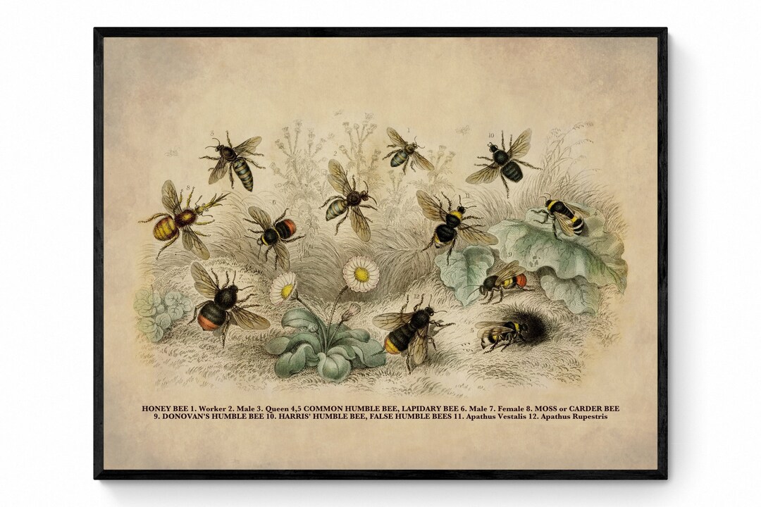 Bees Print - Antique Reproduction - Bumblebee - Honeybee - Insect Art ...